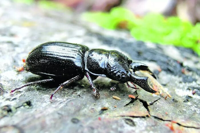 Faculty of Forestry and Wood Technology - Mendel University in Brno ...